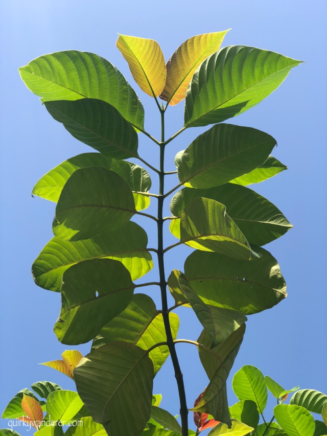 Tree Appreciation Walk in Mumbai - Quirky Wanderer
