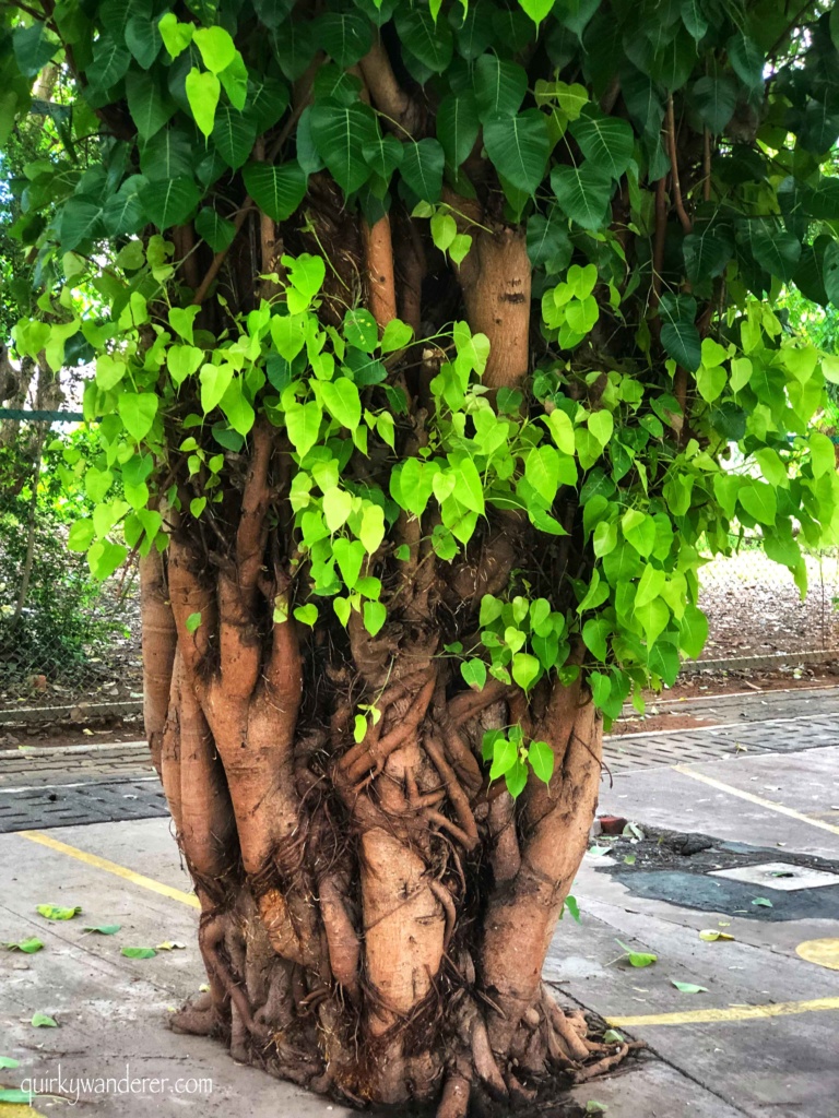 Tree Appreciation Walk in Mumbai - Quirky Wanderer