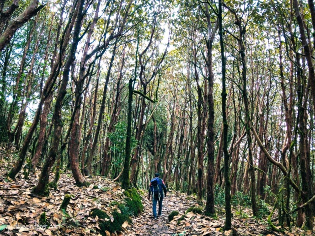 Barsey Rhododendron Trek in West Sikkim - Quirky Wanderer