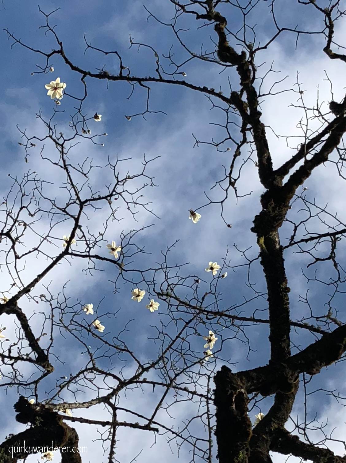 Barsey Rhododendron Trek in West Sikkim - Quirky Wanderer