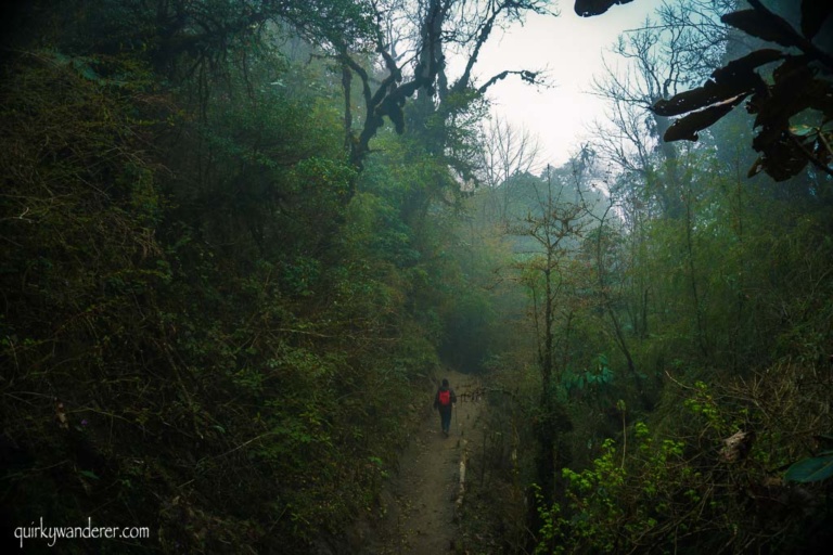 Barsey Rhododendron Trek in West Sikkim - Quirky Wanderer