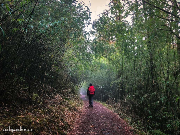 Barsey Rhododendron Trek in West Sikkim - Quirky Wanderer