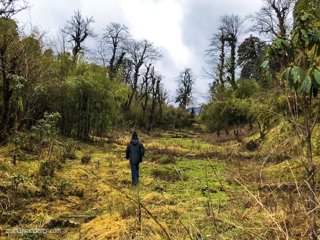 Barsey Rhododendron Trek in West Sikkim - Quirky Wanderer