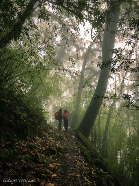 Barsey Rhododendron Trek in West Sikkim - Quirky Wanderer