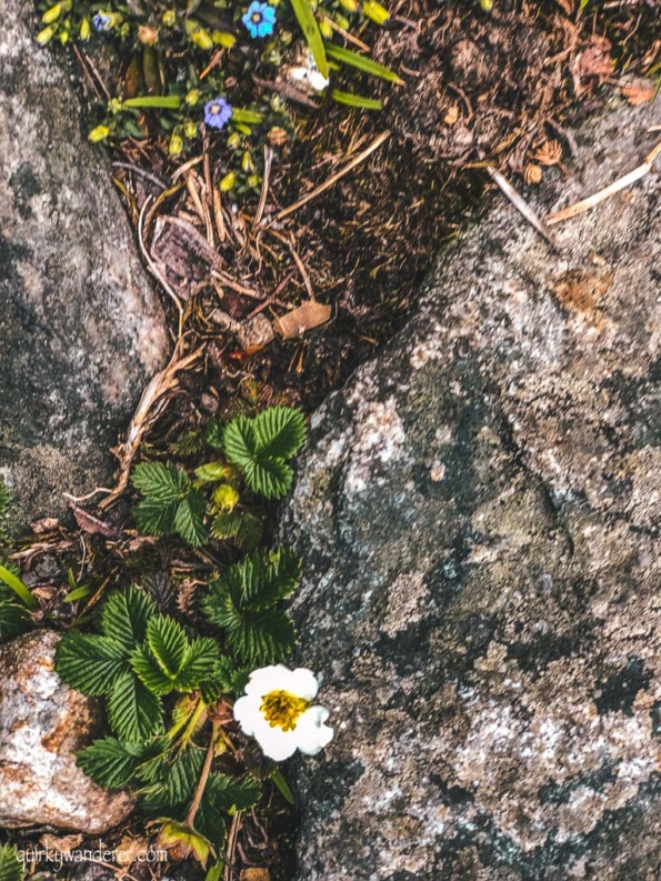 Barsey Rhododendron Trek in West Sikkim - Quirky Wanderer