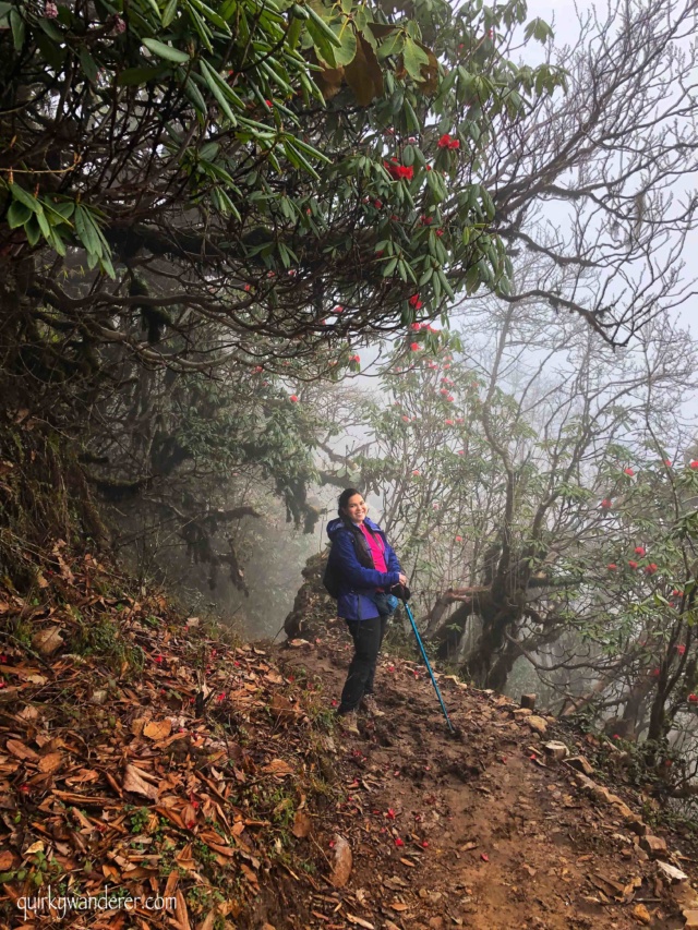 Barsey Rhododendron Trek in West Sikkim - Quirky Wanderer