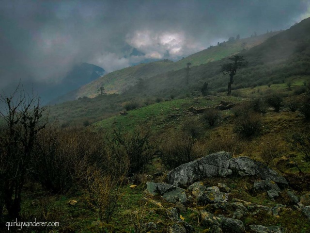 Barsey Rhododendron Trek in West Sikkim - Quirky Wanderer
