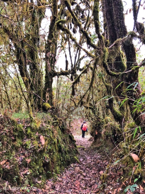 Barsey Rhododendron Trek in West Sikkim - Quirky Wanderer