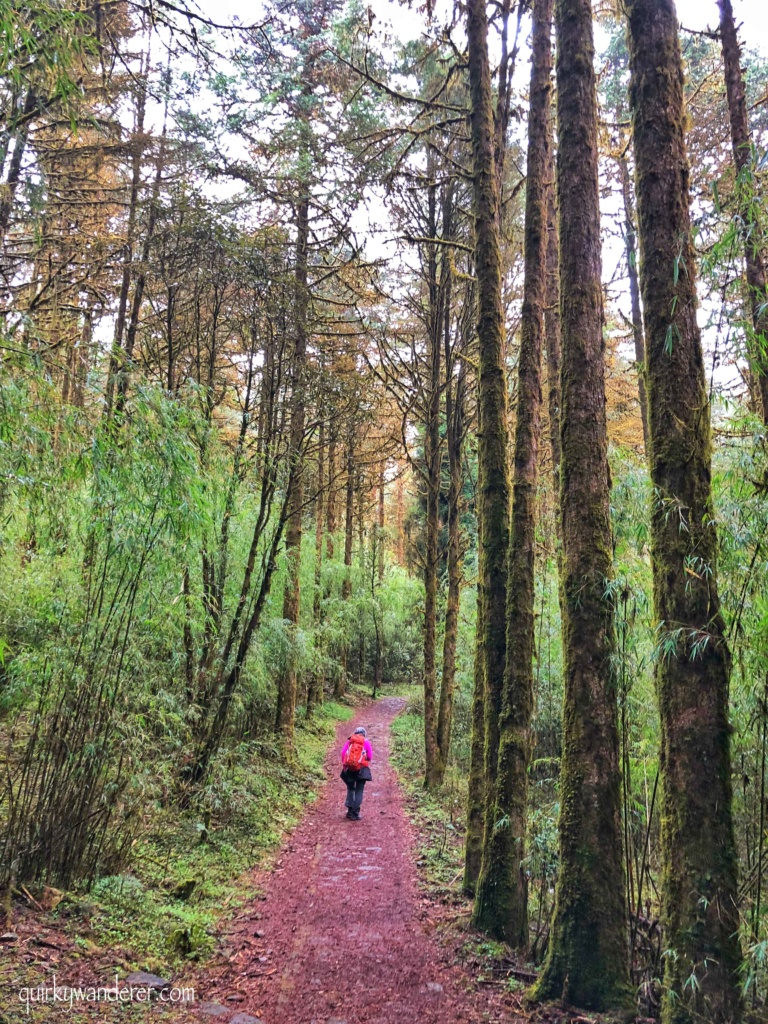 Barsey Rhododendron Trek in West Sikkim - Quirky Wanderer