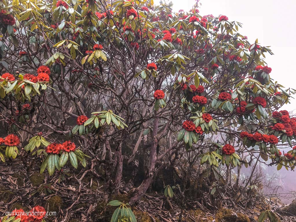 Barsey Rhododendron Trek in West Sikkim - Quirky Wanderer