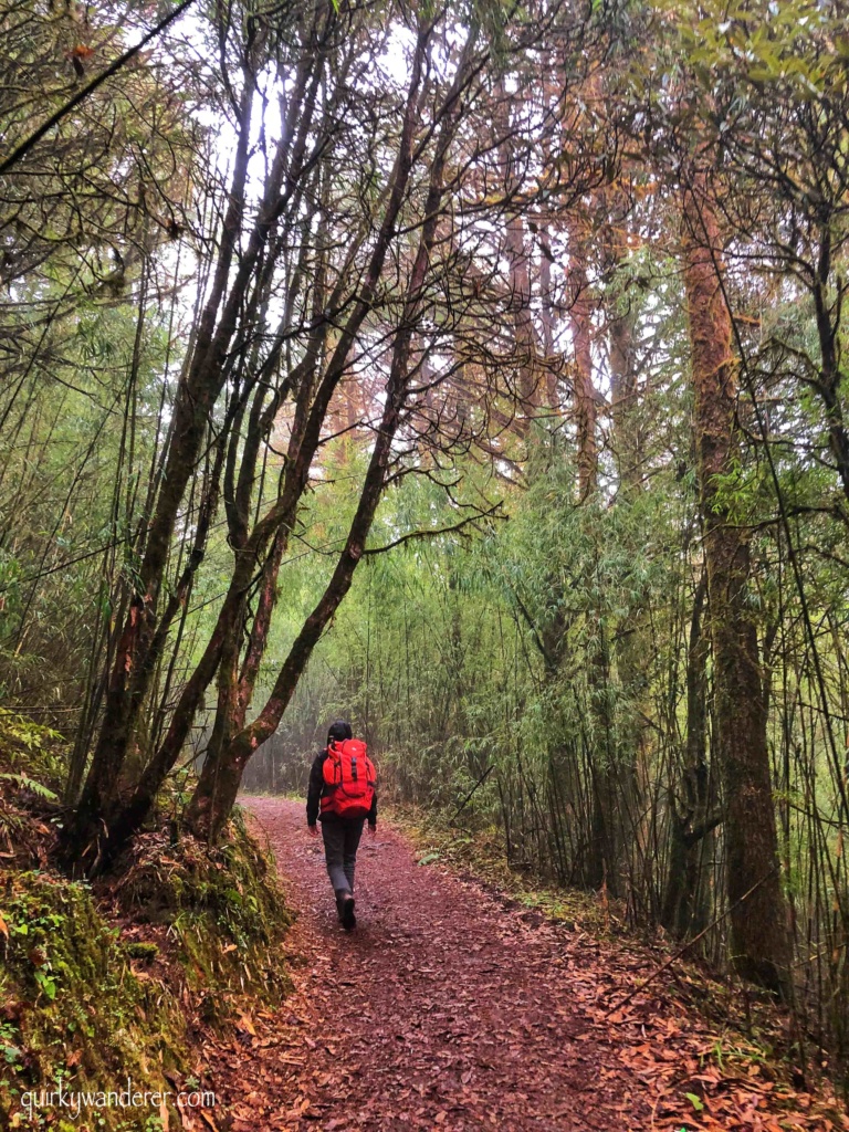 Barsey Rhododendron Trek in West Sikkim - Quirky Wanderer