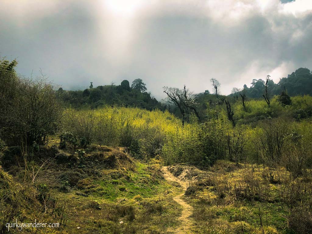 Barsey Rhododendron Trek in West Sikkim - Quirky Wanderer
