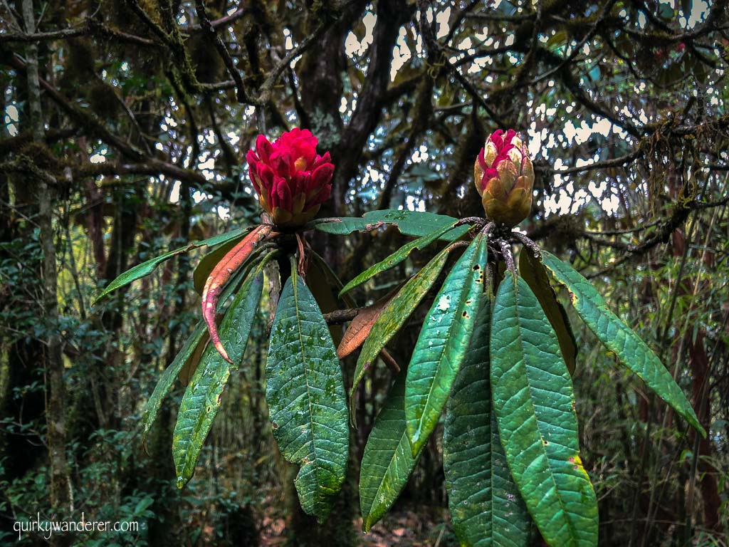 Barsey Rhododendron Trek in West Sikkim - Quirky Wanderer