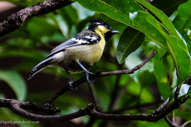 Finding my Rhythm in Lonavala: A birding staycation - Quirky Wanderer
